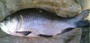 CATLA FISH (KATLA FISH) | 10 Amazing Health Benefits of Catla Fish ...